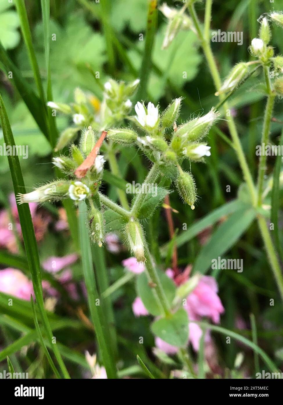 Sticky mouse-ear chickweed (Cerastium glomeratum) Plantae Stock Photo ...