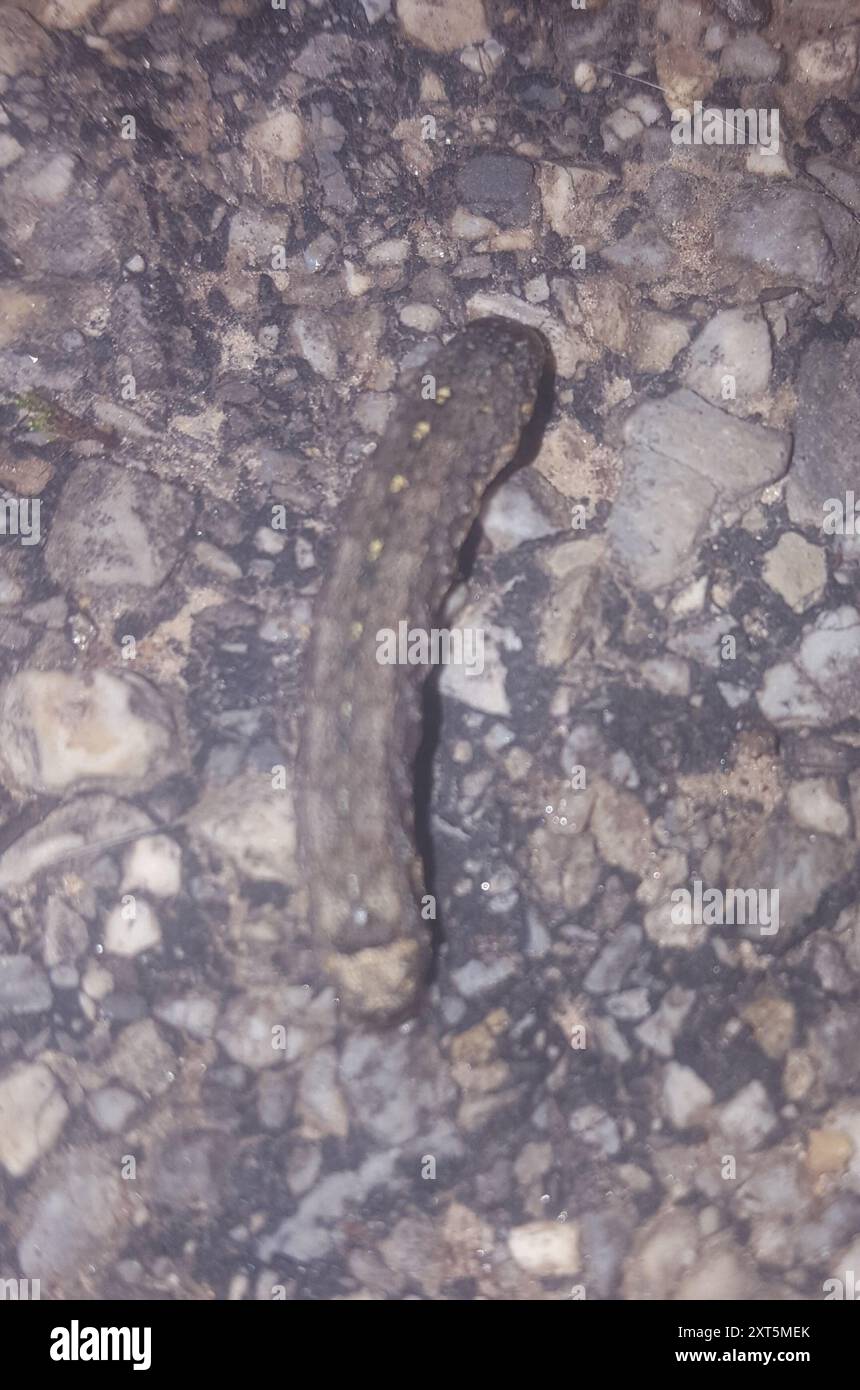 Cutworms and Dart Moths (Noctuinae) Insecta Stock Photo - Alamy