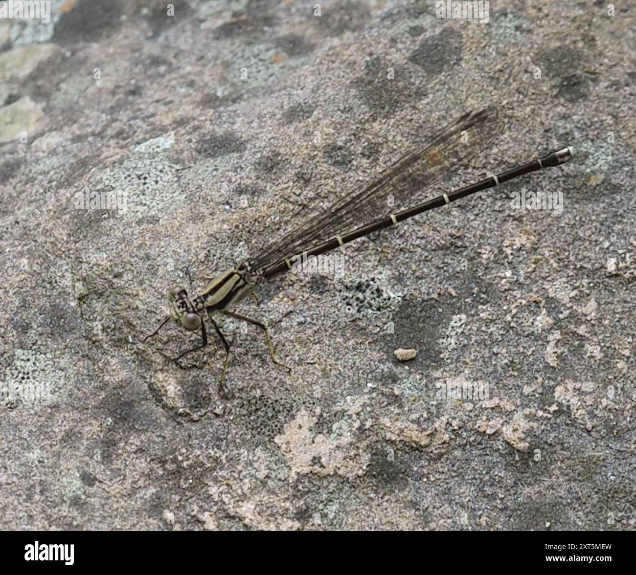 Blue-tipped Dancer (Argia tibialis) Insecta Stock Photo - Alamy