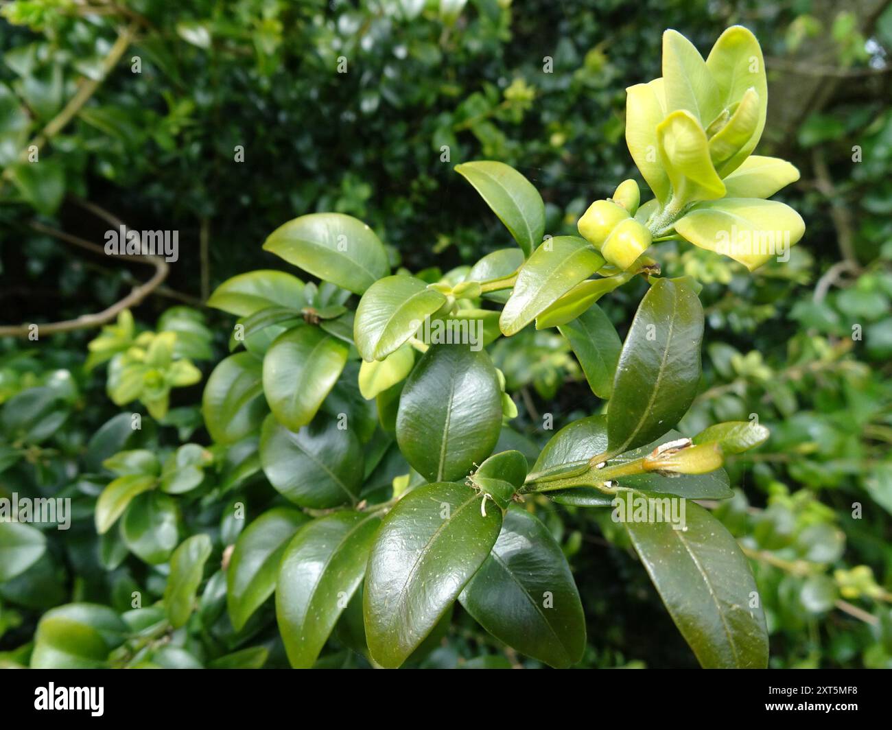 common box (Buxus sempervirens) Plantae Stock Photo - Alamy
