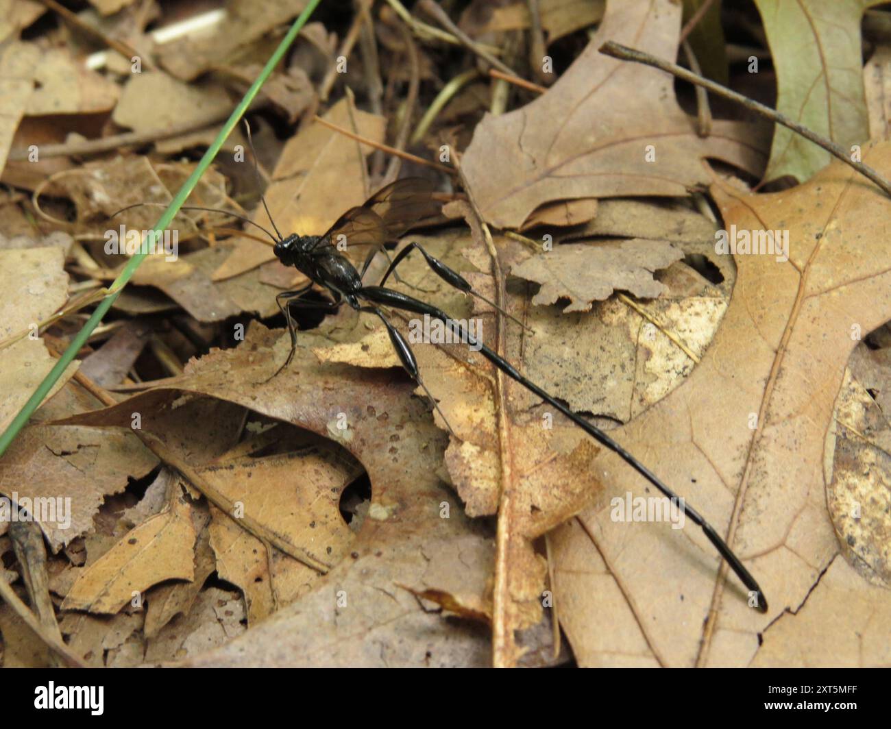American Pelecinid Wasp (Pelecinus polyturator) Insecta Stock Photo - Alamy