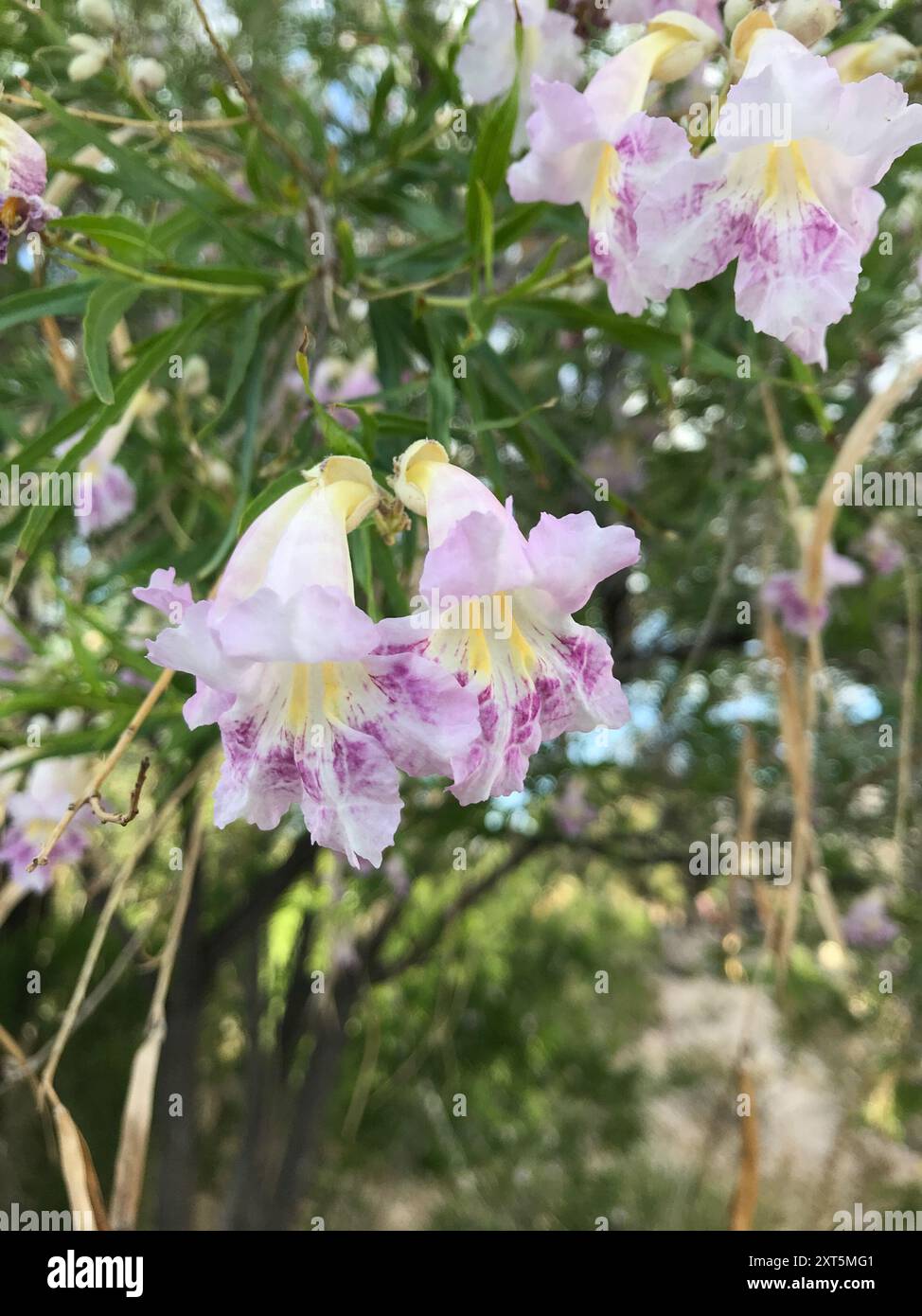desert willow (Chilopsis linearis) Plantae Stock Photo - Alamy