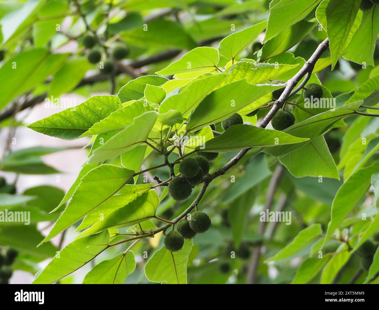 Paper mulberry (Broussonetia papyrifera) Plantae Stock Photo - Alamy