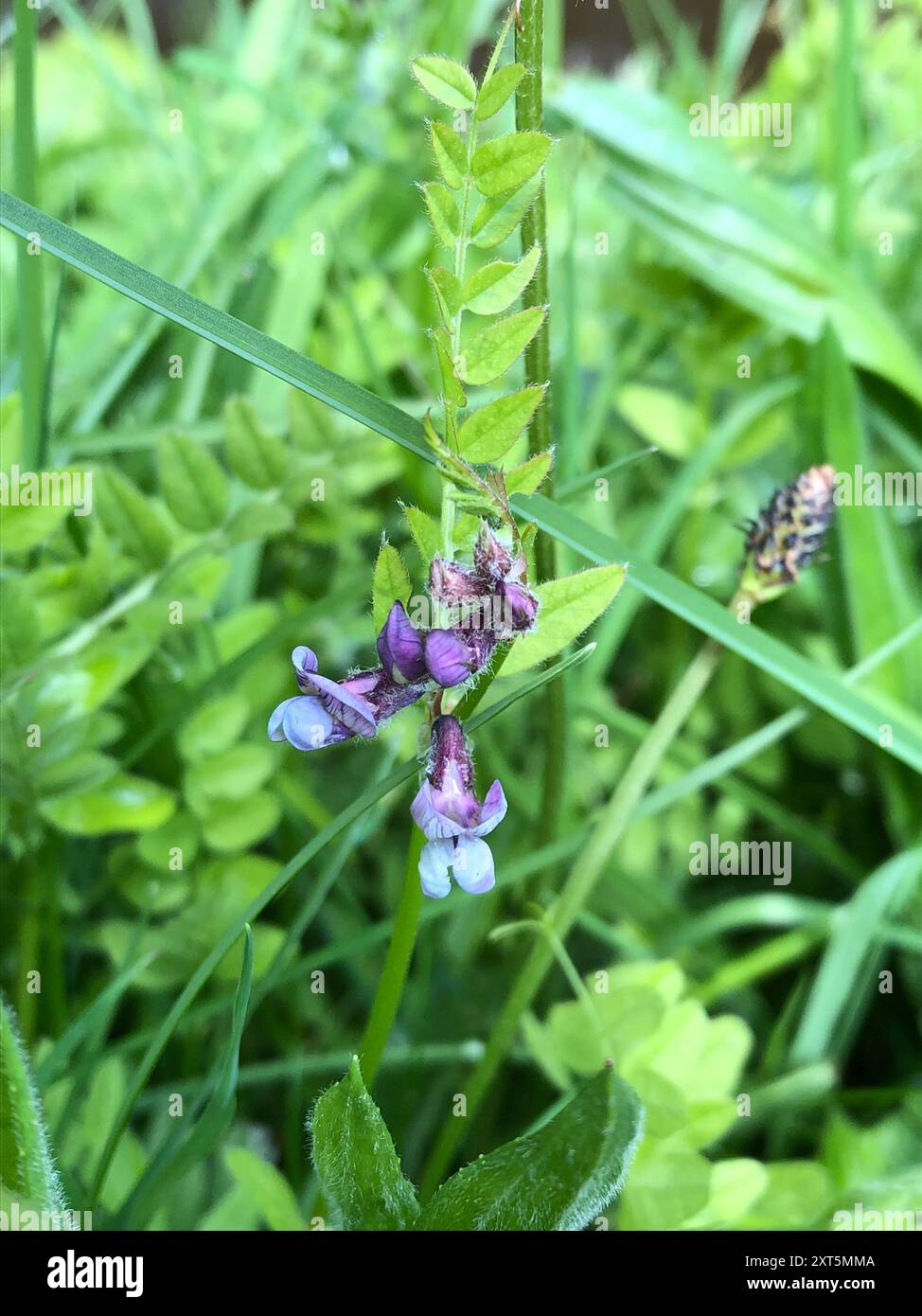 Bush Vetch (Vicia sepium) Plantae Stock Photo - Alamy