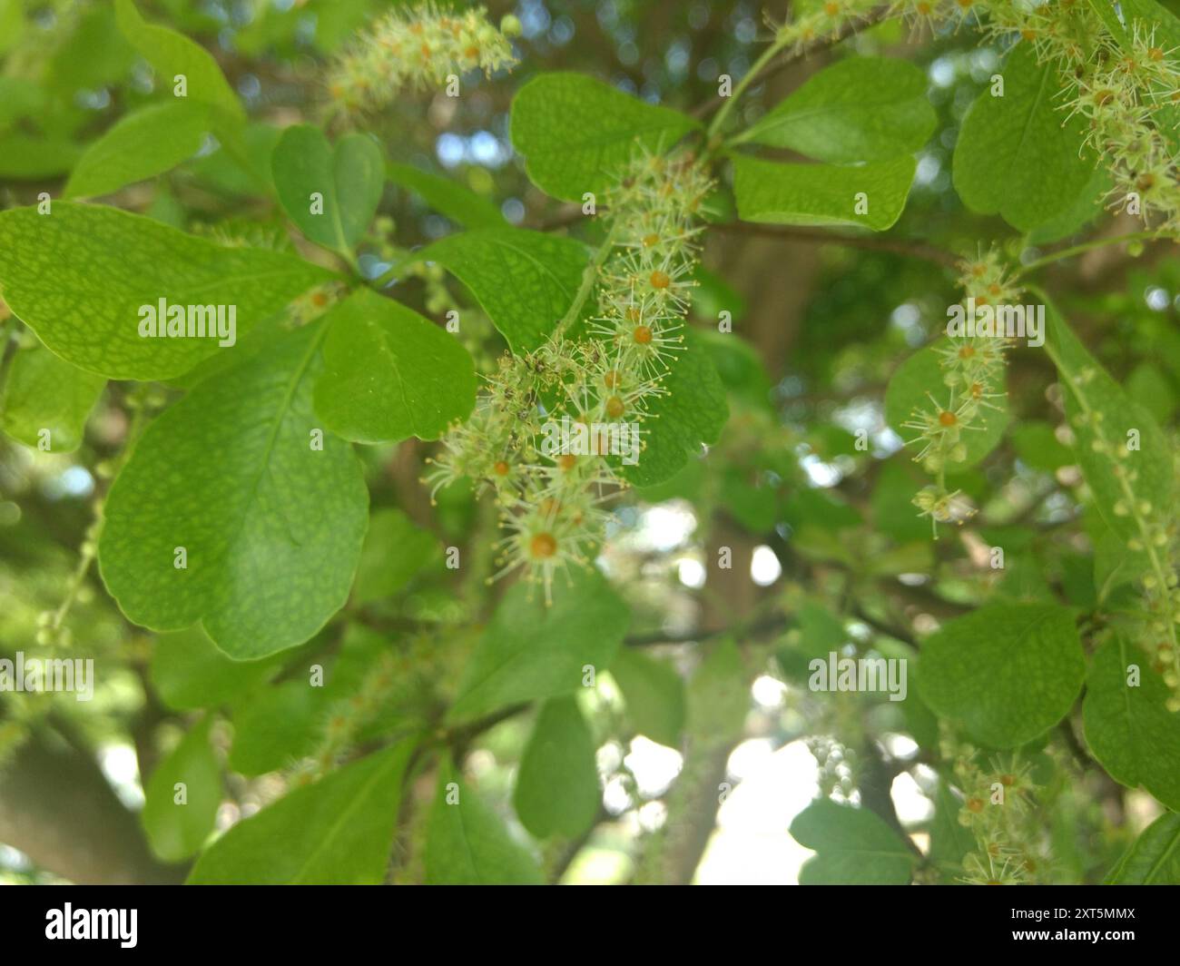 Madagascar almond (Terminalia mantaly) Plantae Stock Photo - Alamy