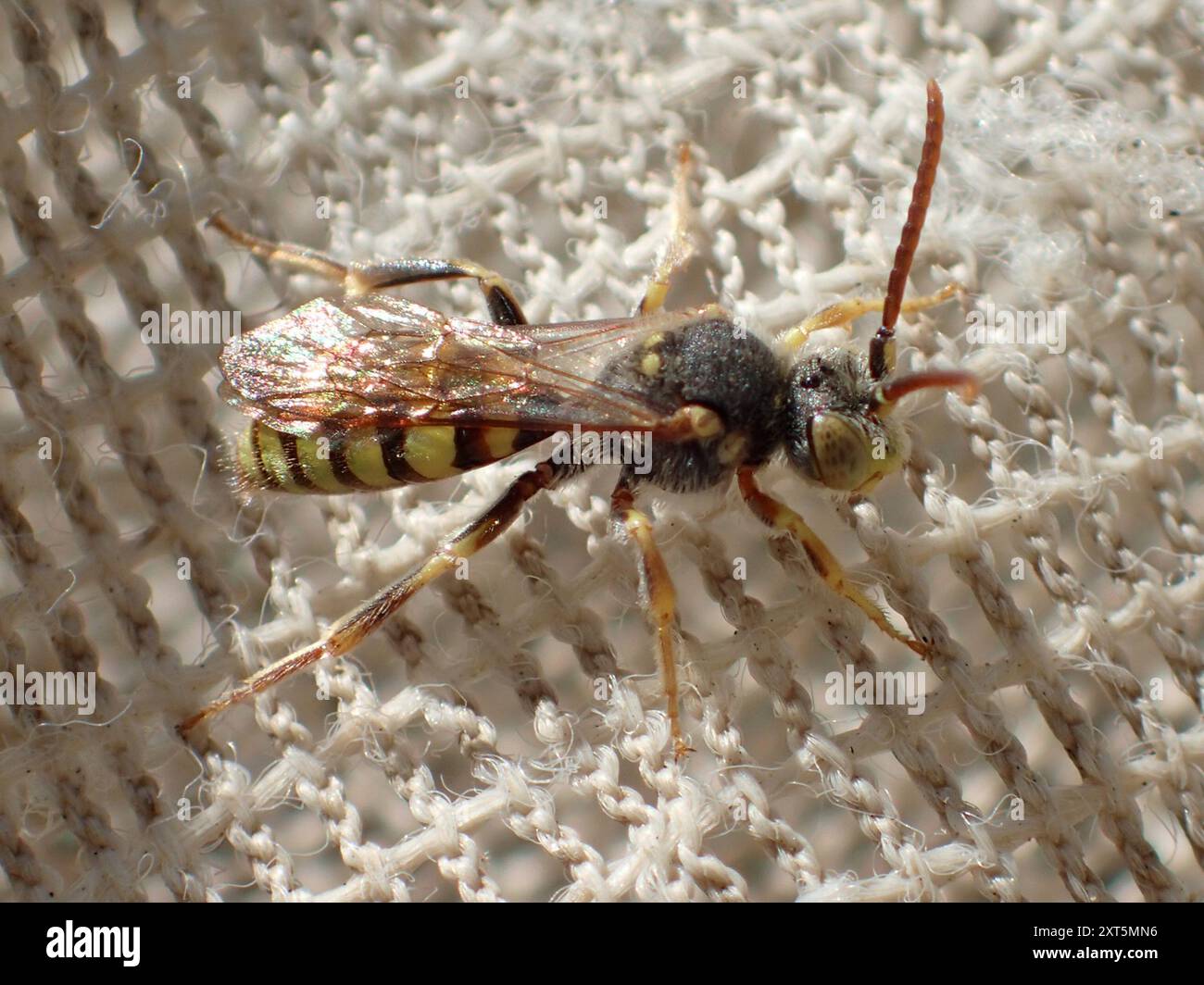 Nomad Bees (Nomada) Insecta Stock Photo - Alamy