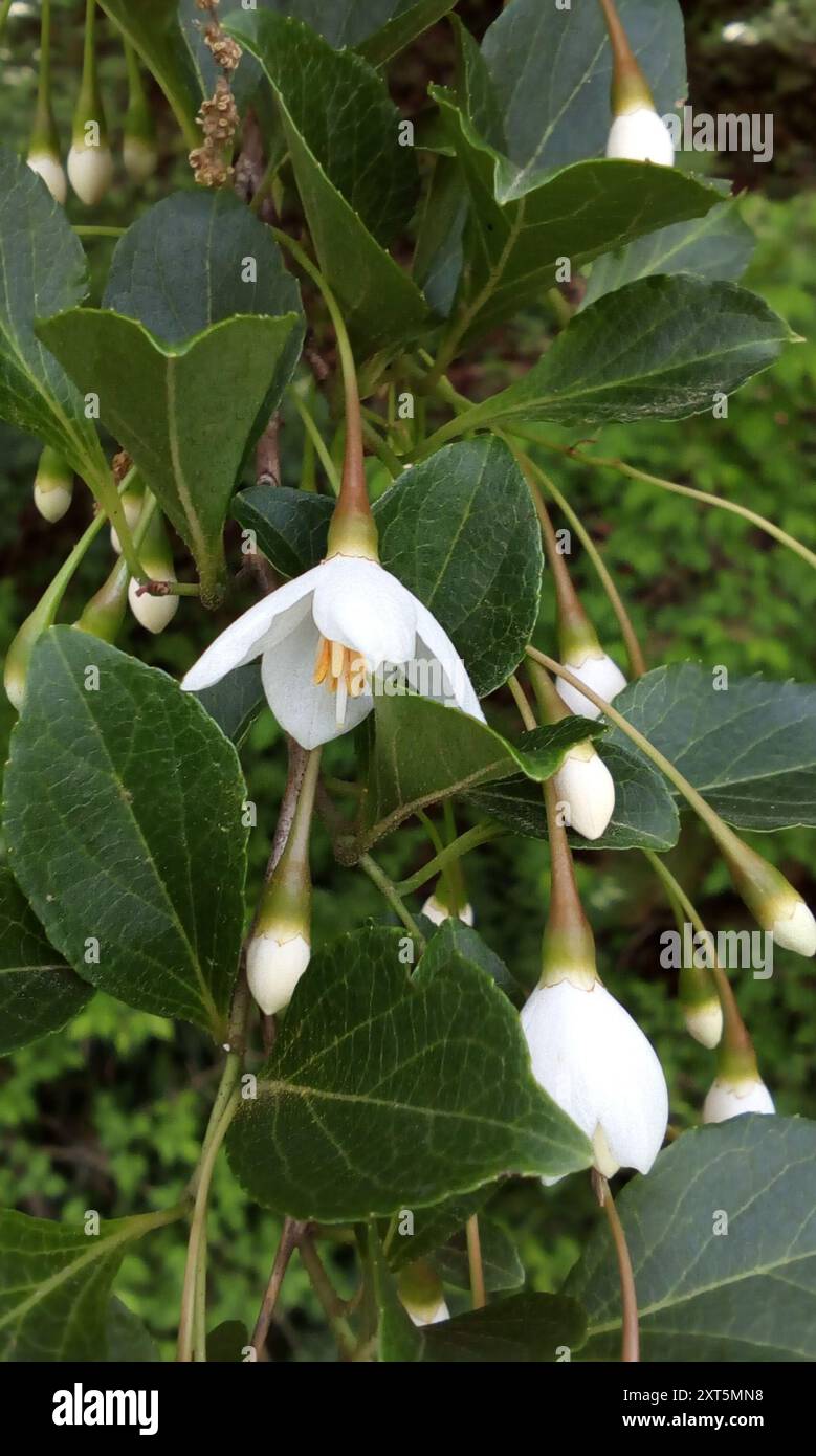 Japanese snowbell (Styrax japonicus) Plantae Stock Photo - Alamy