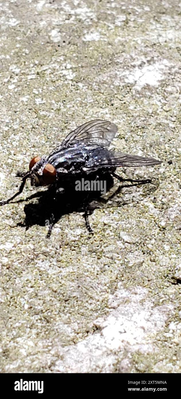 Flies (Diptera) Insecta Stock Photo - Alamy