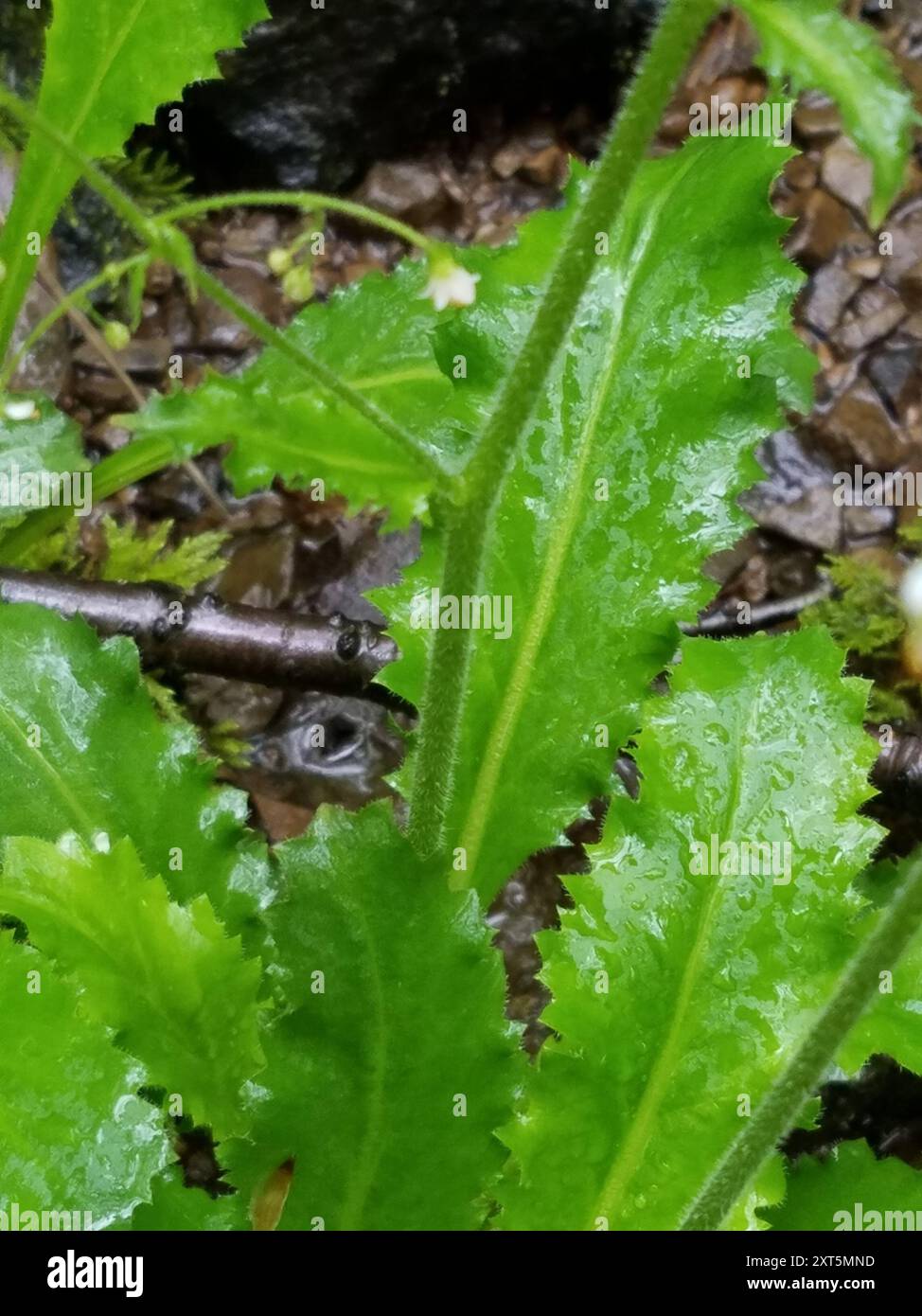 Lettuceleaf Saxifrage (Micranthes micranthidifolia) Plantae Stock Photo ...