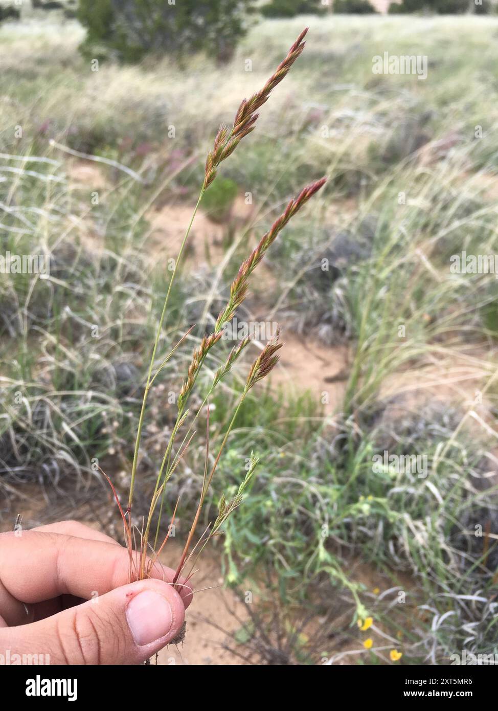 Sixweeks Fescue (Vulpia octoflora) Plantae Stock Photo - Alamy