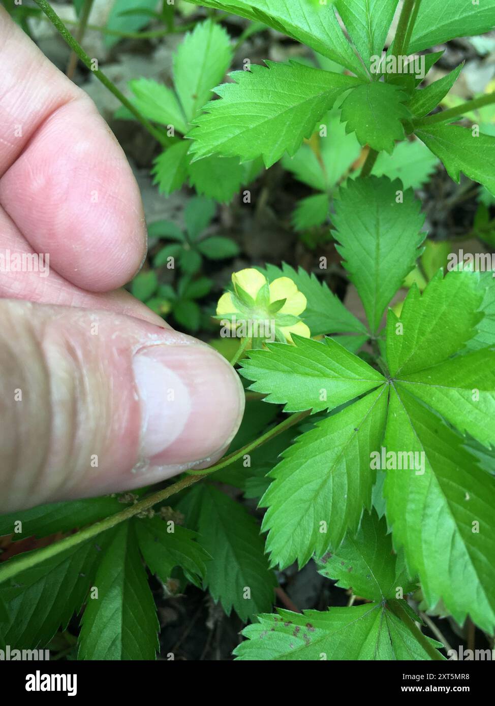 common cinquefoil (Potentilla simplex) Plantae Stock Photo - Alamy