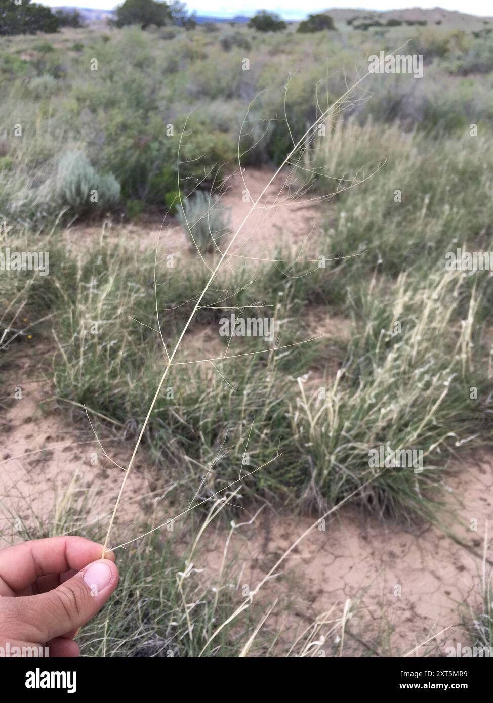 Alkali Sacaton (Sporobolus airoides) Plantae Stock Photo - Alamy