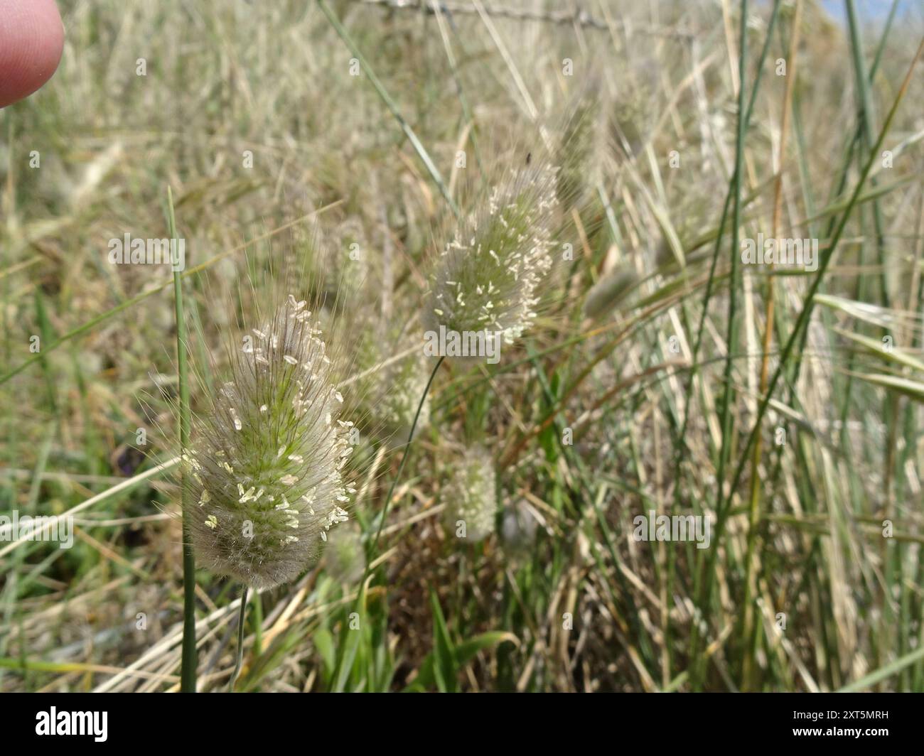 Hare's Tail Grass (Lagurus ovatus) Plantae Stock Photo - Alamy