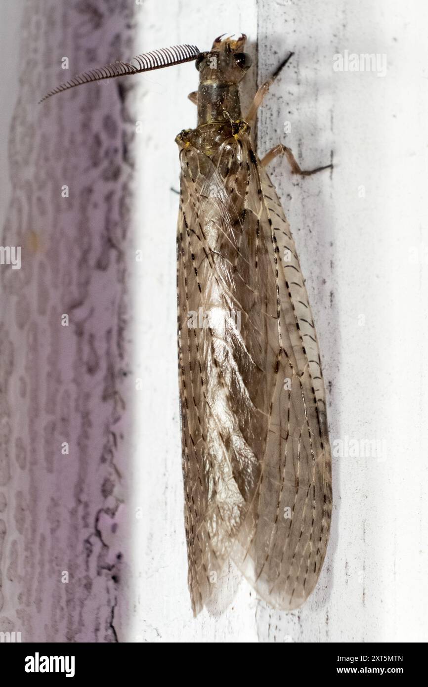 Summer Fishfly (Chauliodes pectinicornis) Insecta Stock Photo - Alamy
