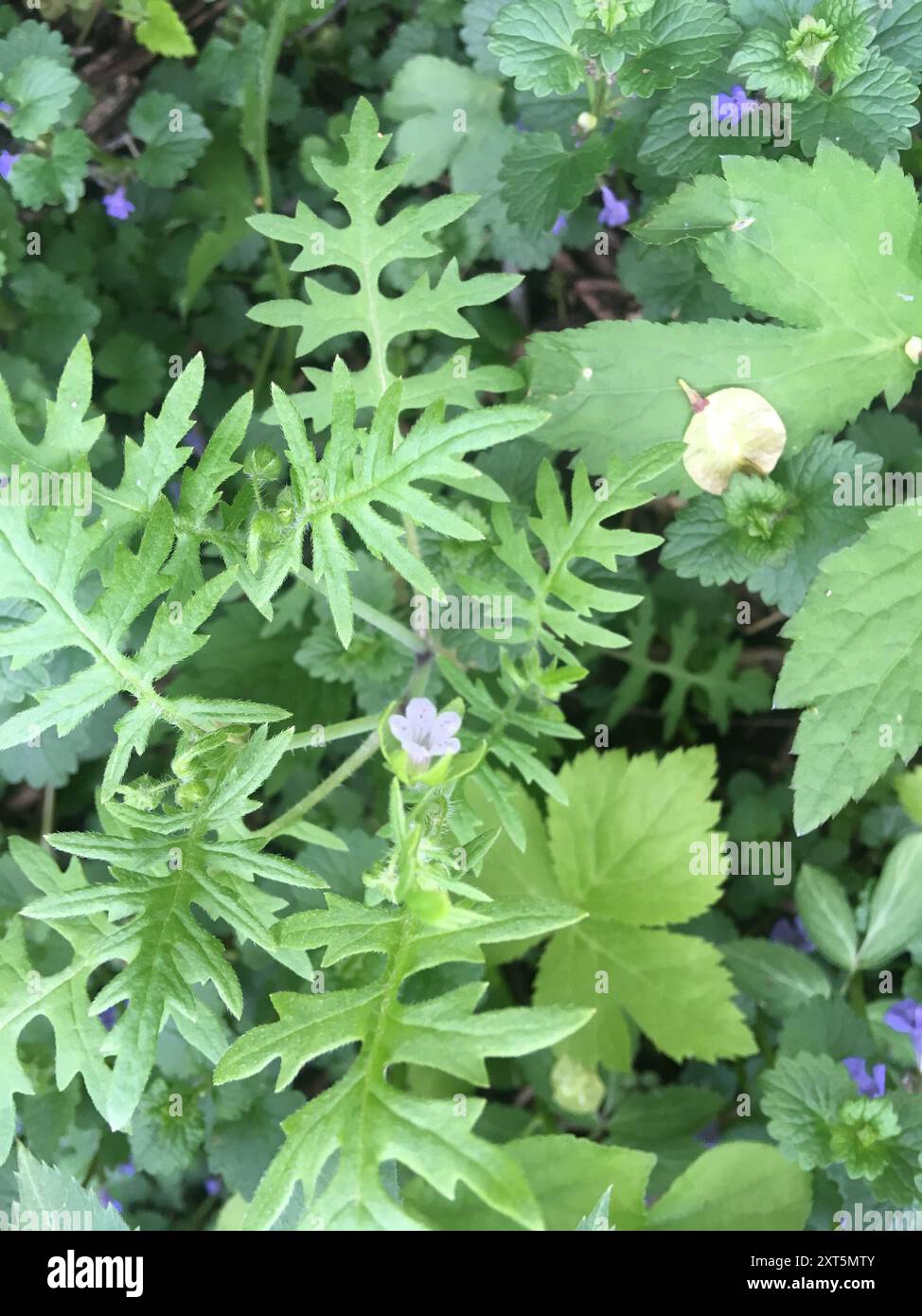 Aunt Lucy (Ellisia nyctelea) Plantae Stock Photo - Alamy