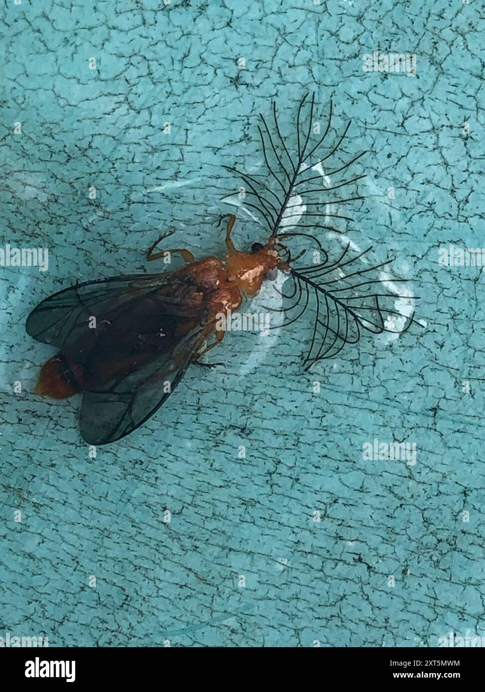 Phengodes hi-res stock photography and images - Alamy