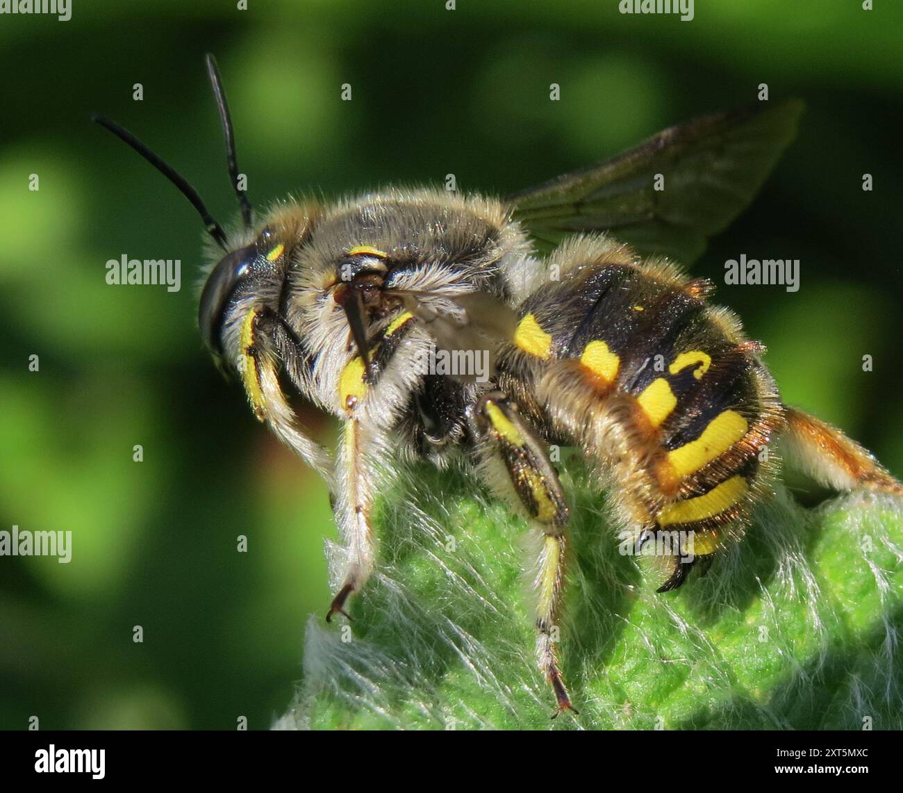 European Woolcarder Bee (Anthidium manicatum) Insecta Stock Photo - Alamy