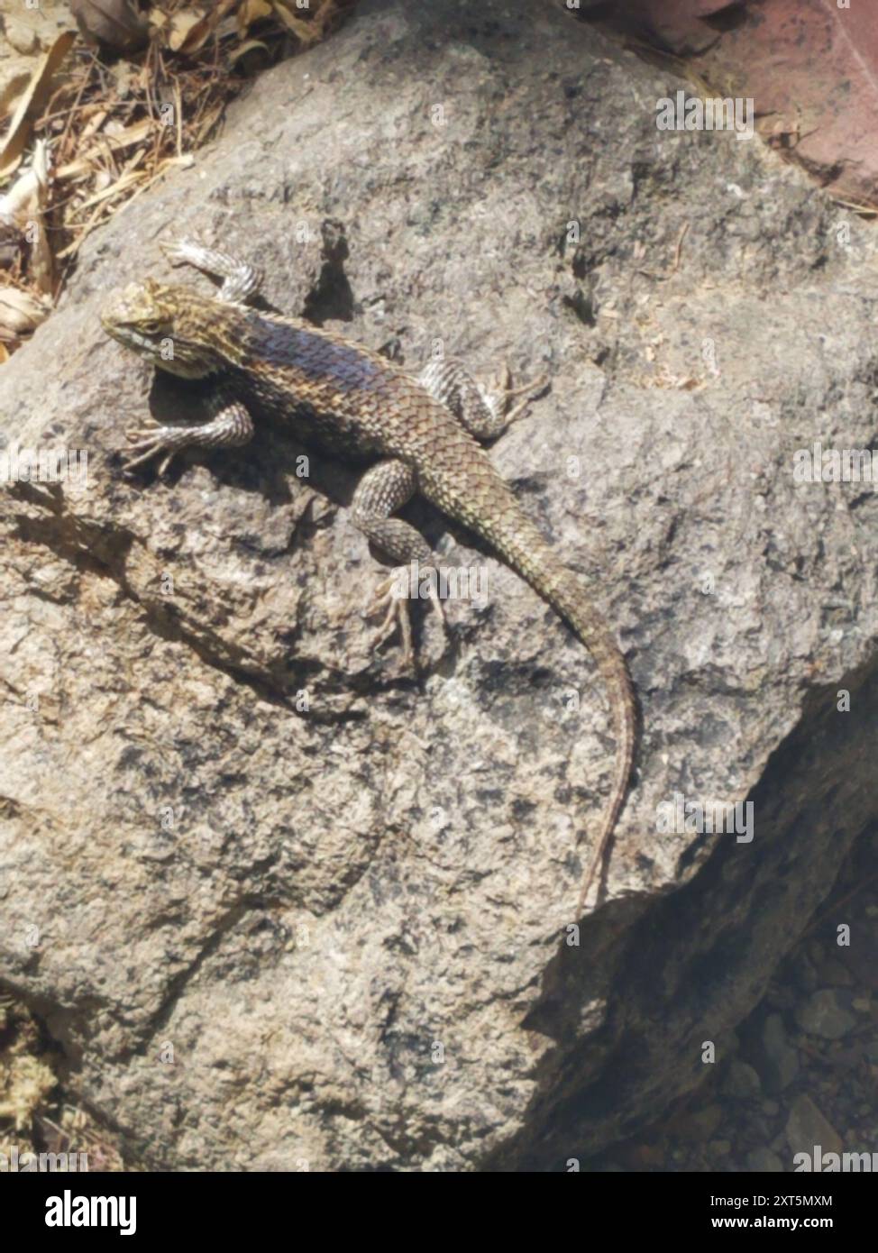 Desert Spiny Lizard (Sceloporus magister) Reptilia Stock Photo - Alamy