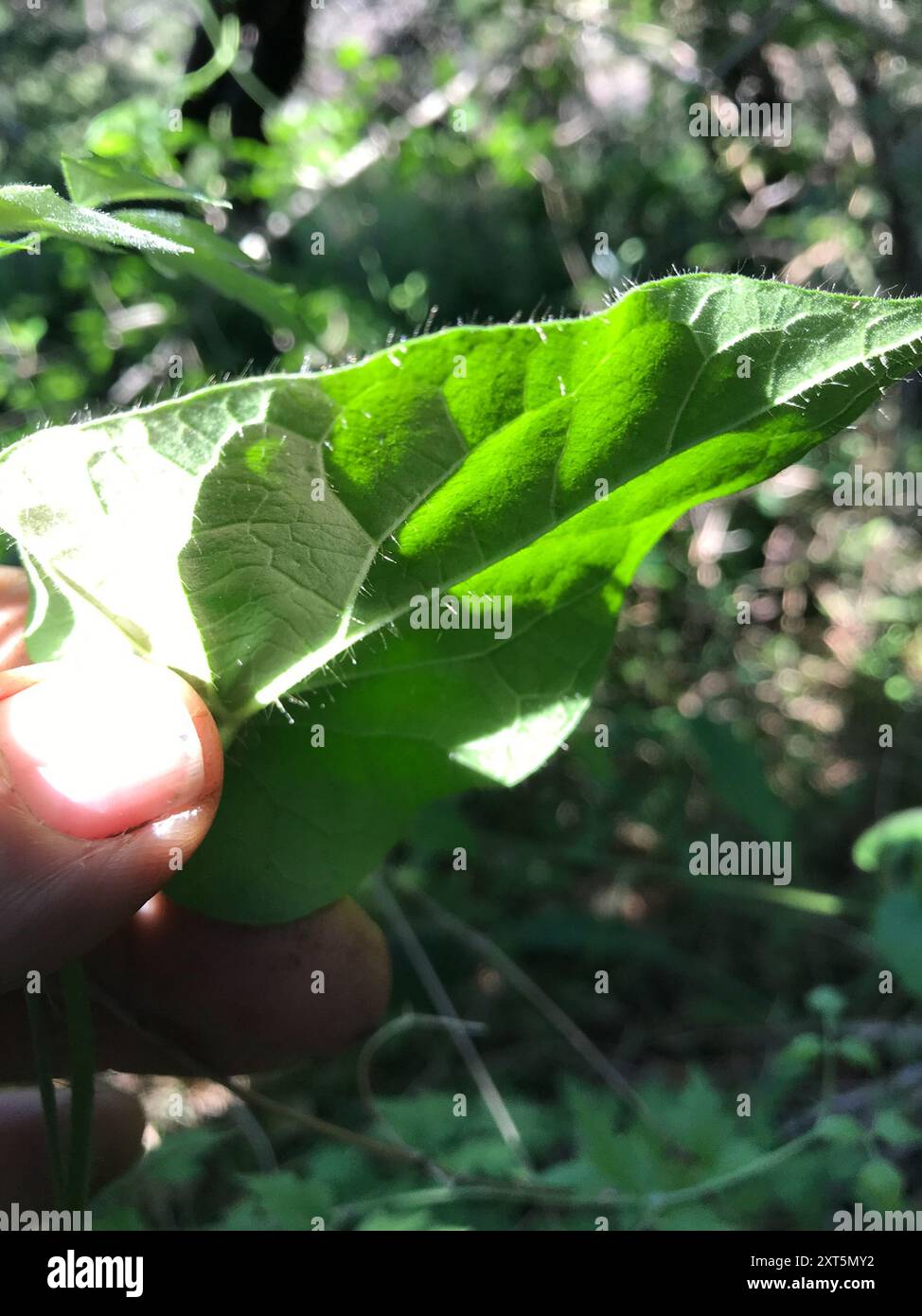 Pearl Milkweed (Matelea reticulata) Plantae Stock Photo - Alamy