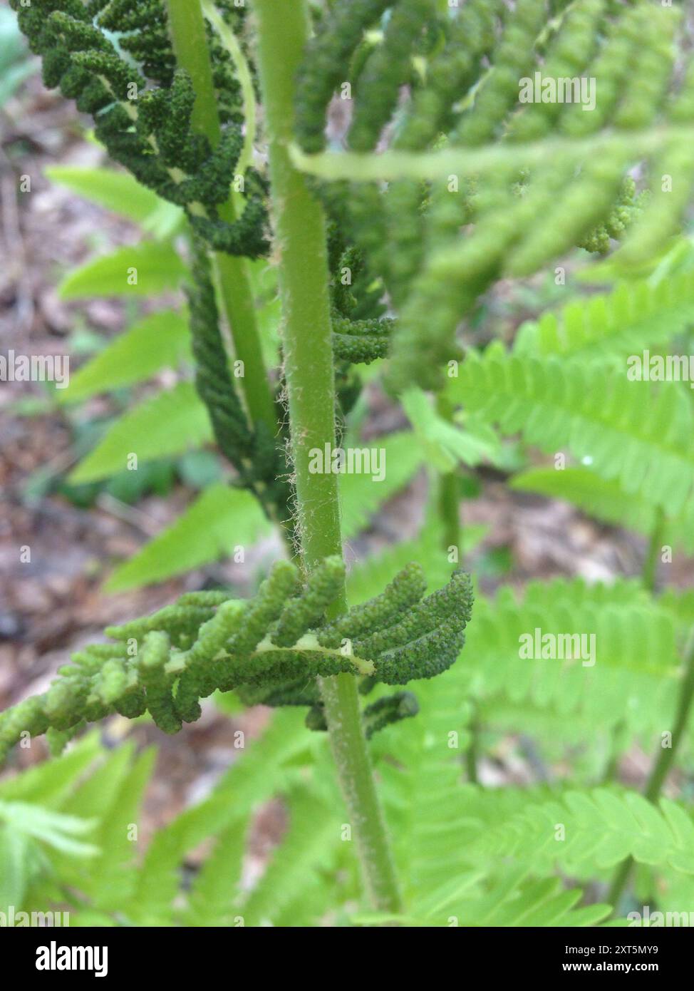 interrupted fern (Osmunda claytoniana) Plantae Stock Photo - Alamy