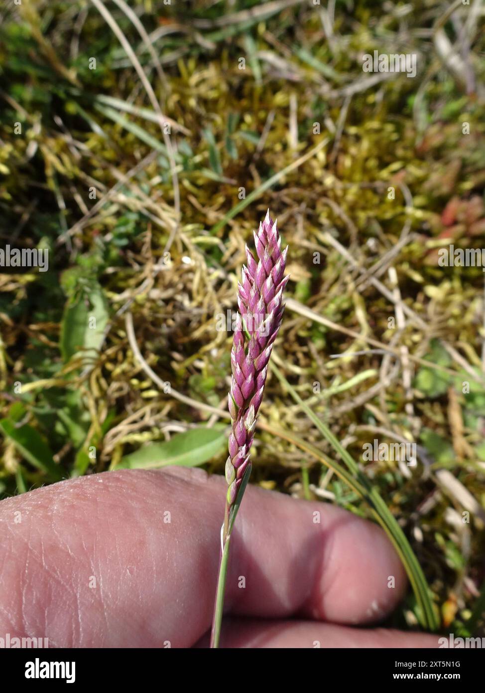 Bulbous Bluegrass (Poa bulbosa) Plantae Stock Photo - Alamy