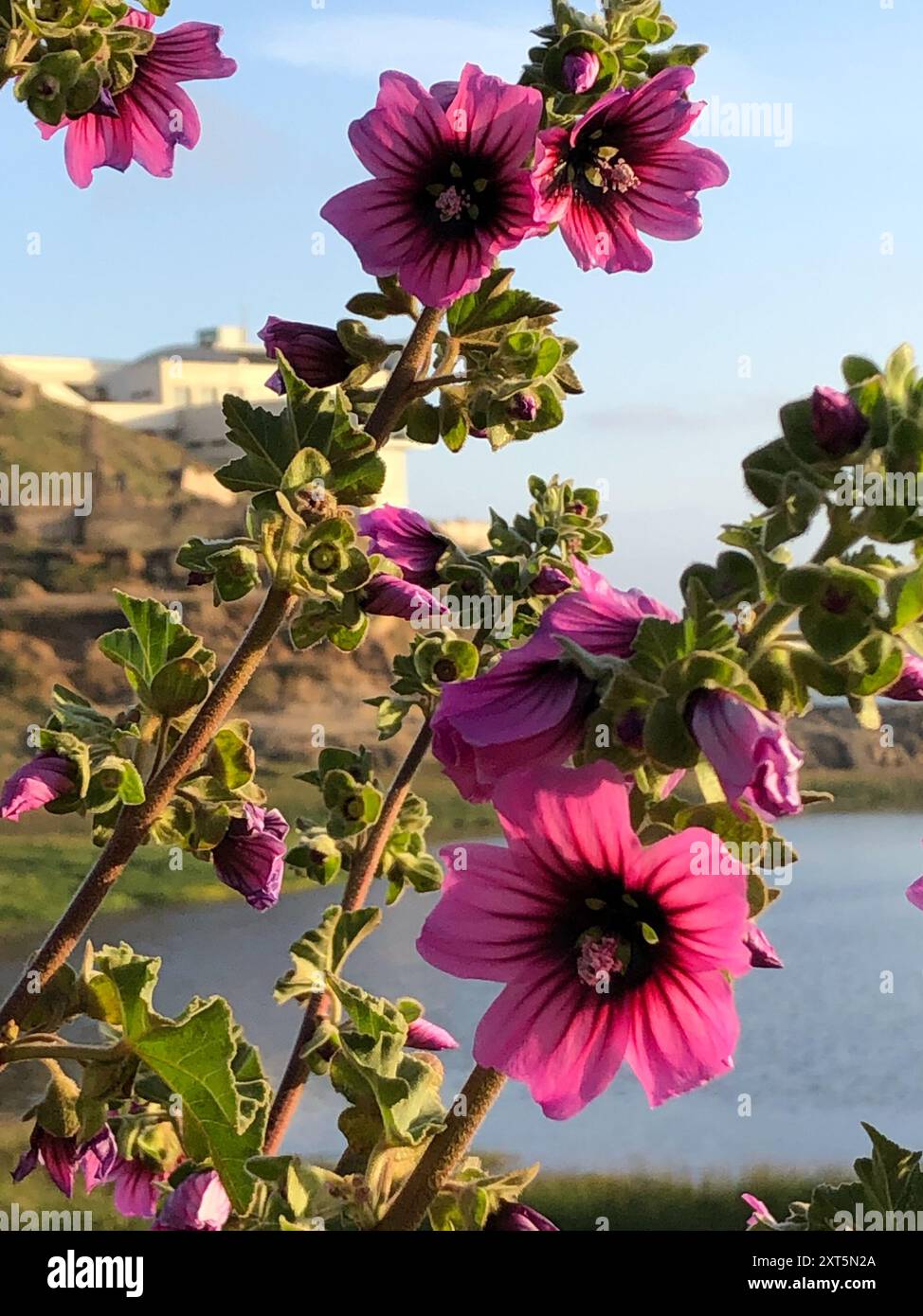 Tree Mallow (Malva arborea) Plantae Stock Photo - Alamy
