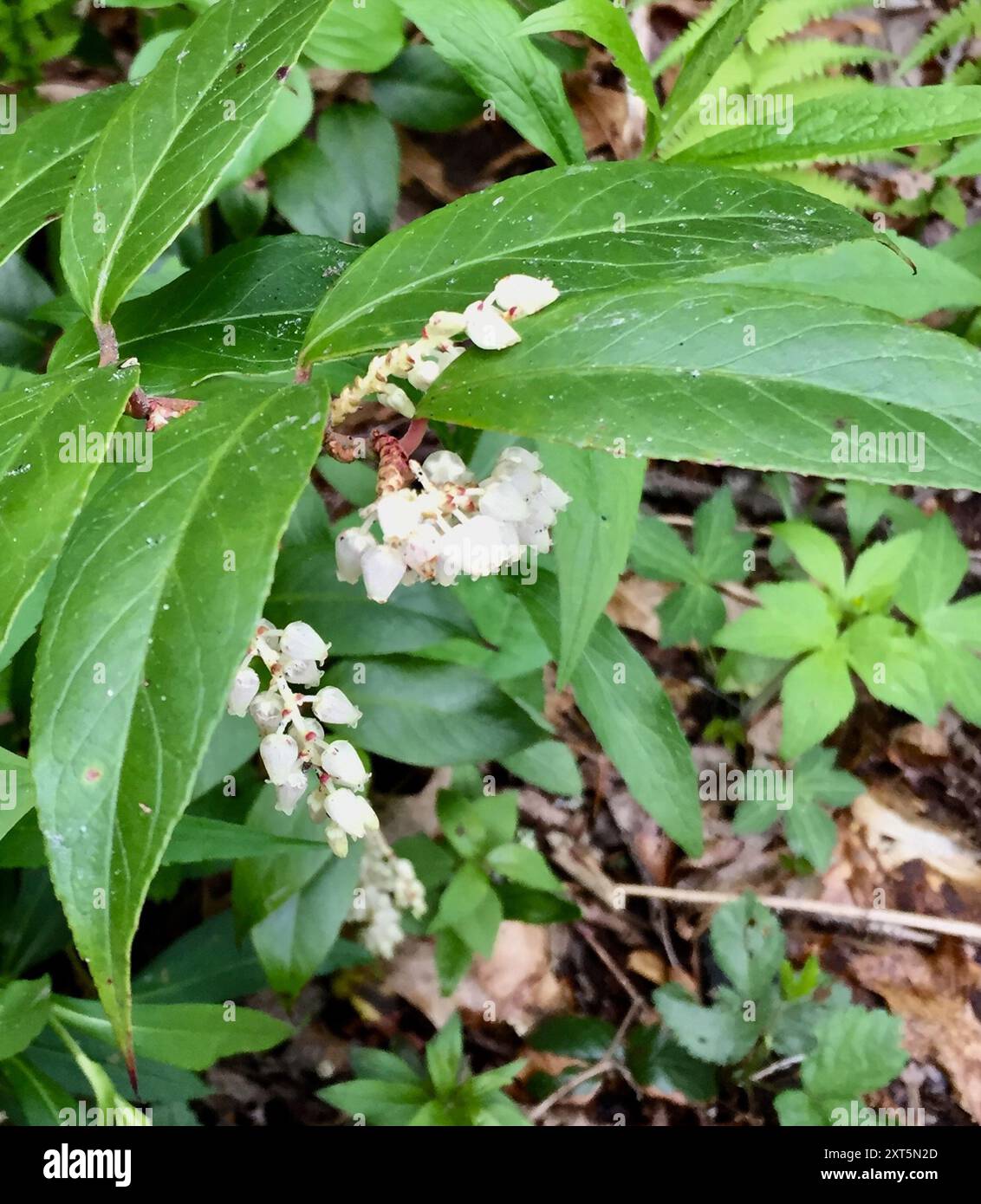 mountain doghobble (Leucothoe fontanesiana) Plantae Stock Photo - Alamy