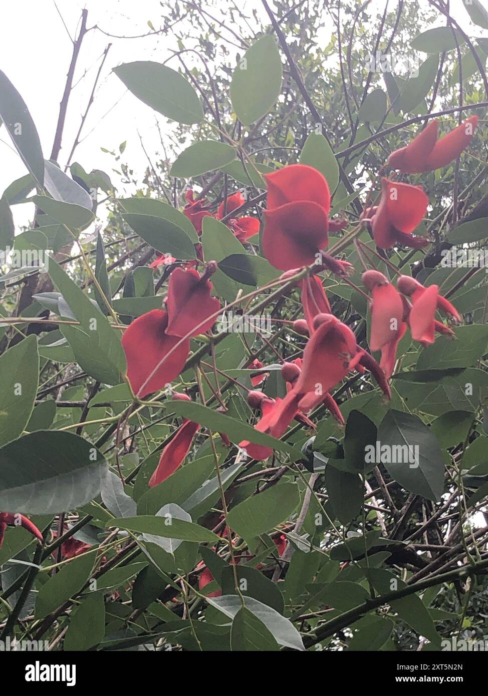 Cockspur coral tree (Erythrina crista-galli) Plantae Stock Photo - Alamy
