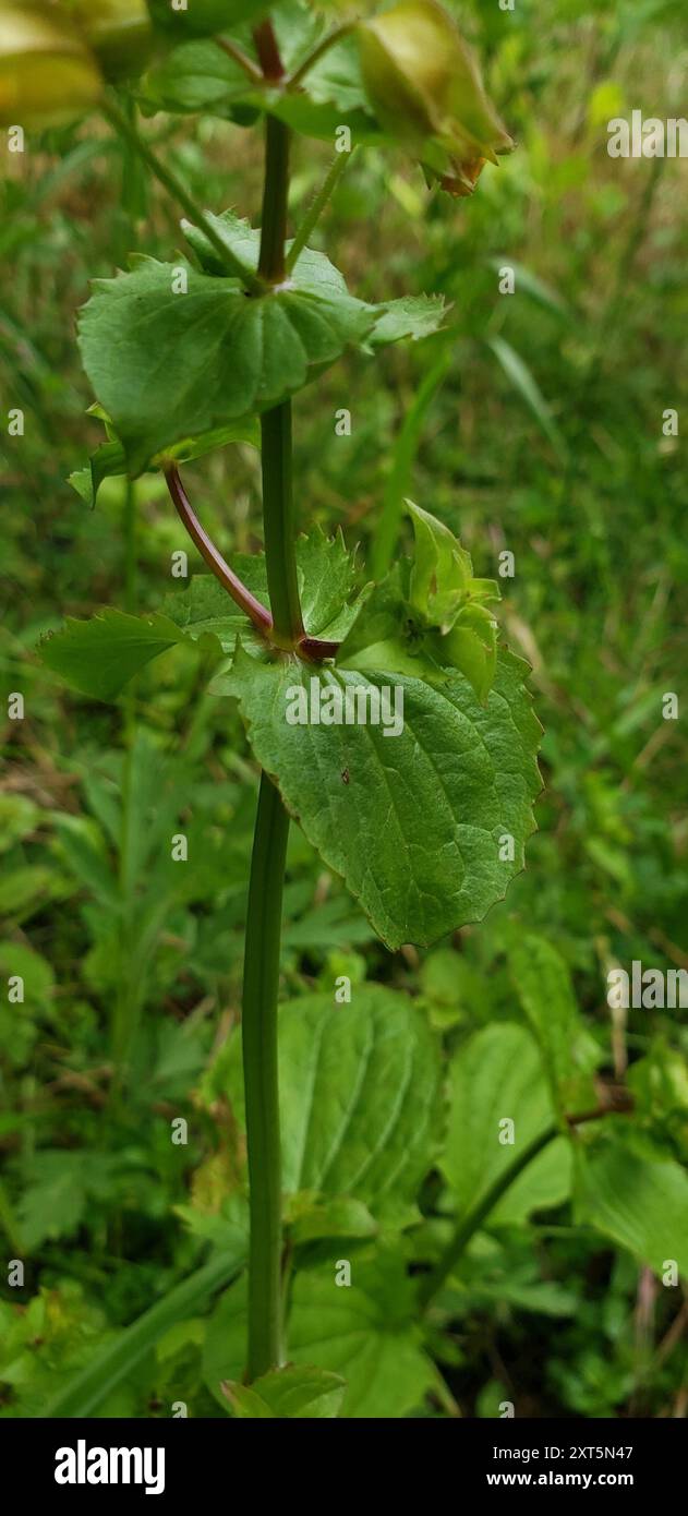 seep monkeyflower (Erythranthe guttata) Plantae Stock Photo - Alamy