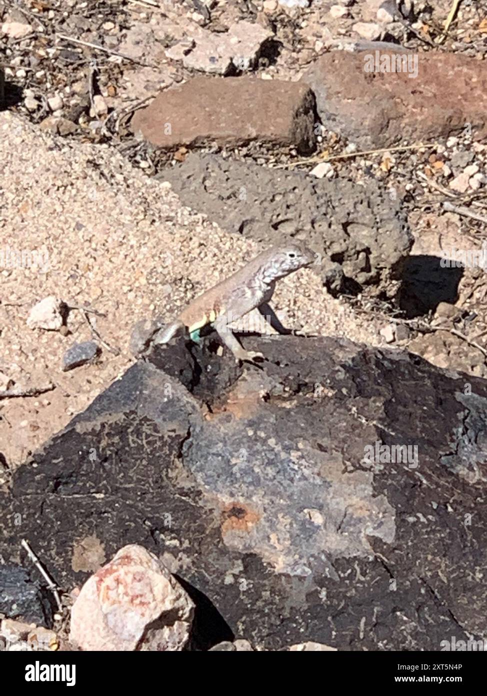 Zebra-tailed Lizard (Callisaurus draconoides) Reptilia Stock Photo - Alamy