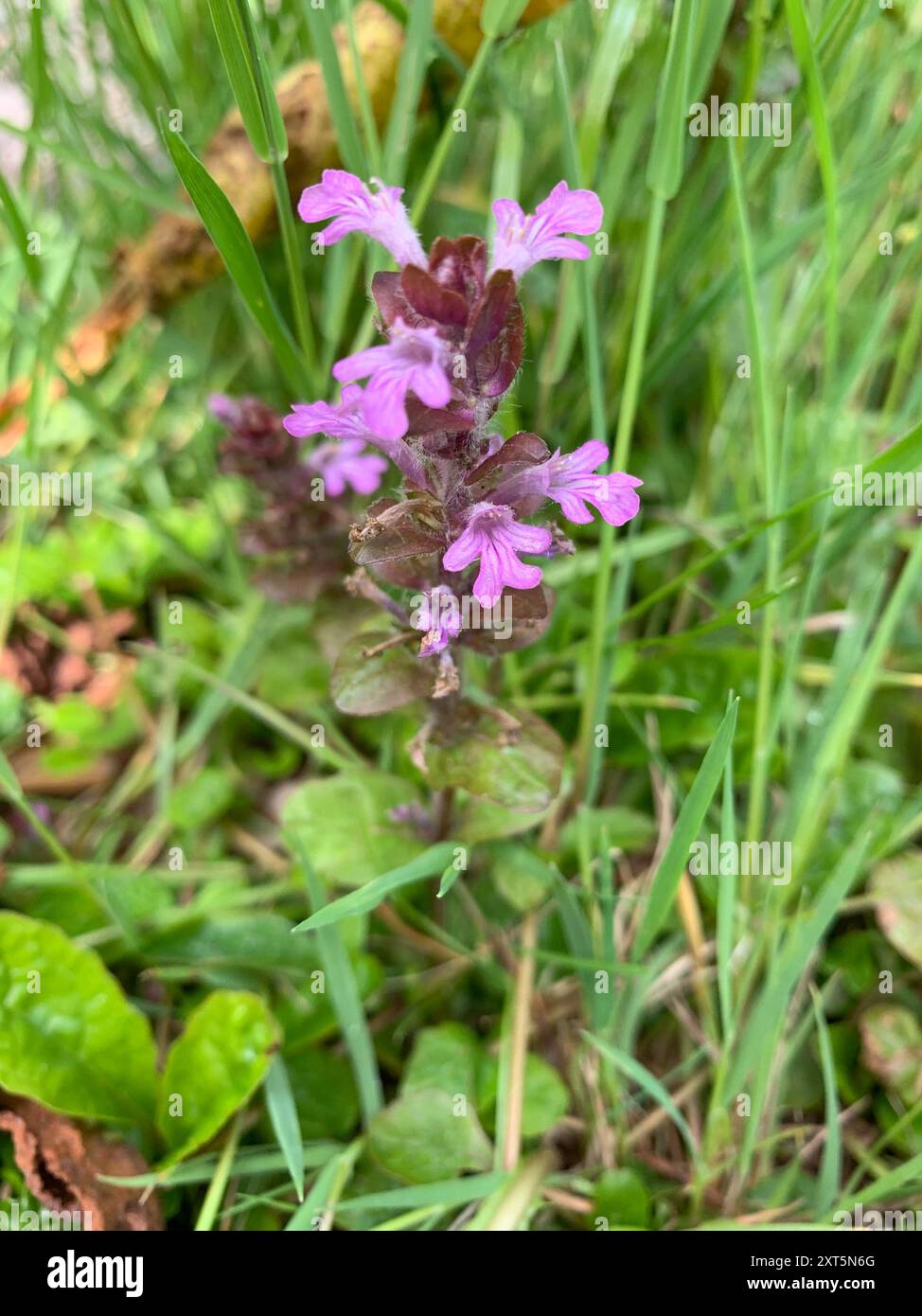 carpet bugle (Ajuga reptans) Plantae Stock Photo - Alamy