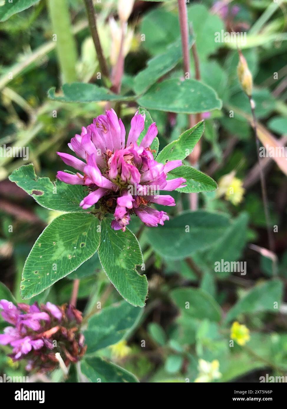 Red Clover (Trifolium pratense) Plantae Stock Photo - Alamy