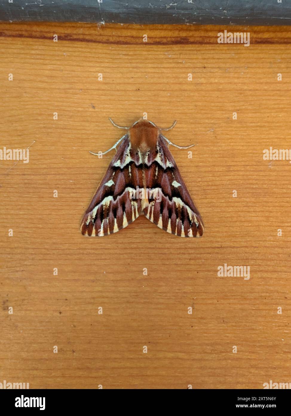 Western Conifer Looper (Caripeta aequaliaria) Insecta Stock Photo - Alamy