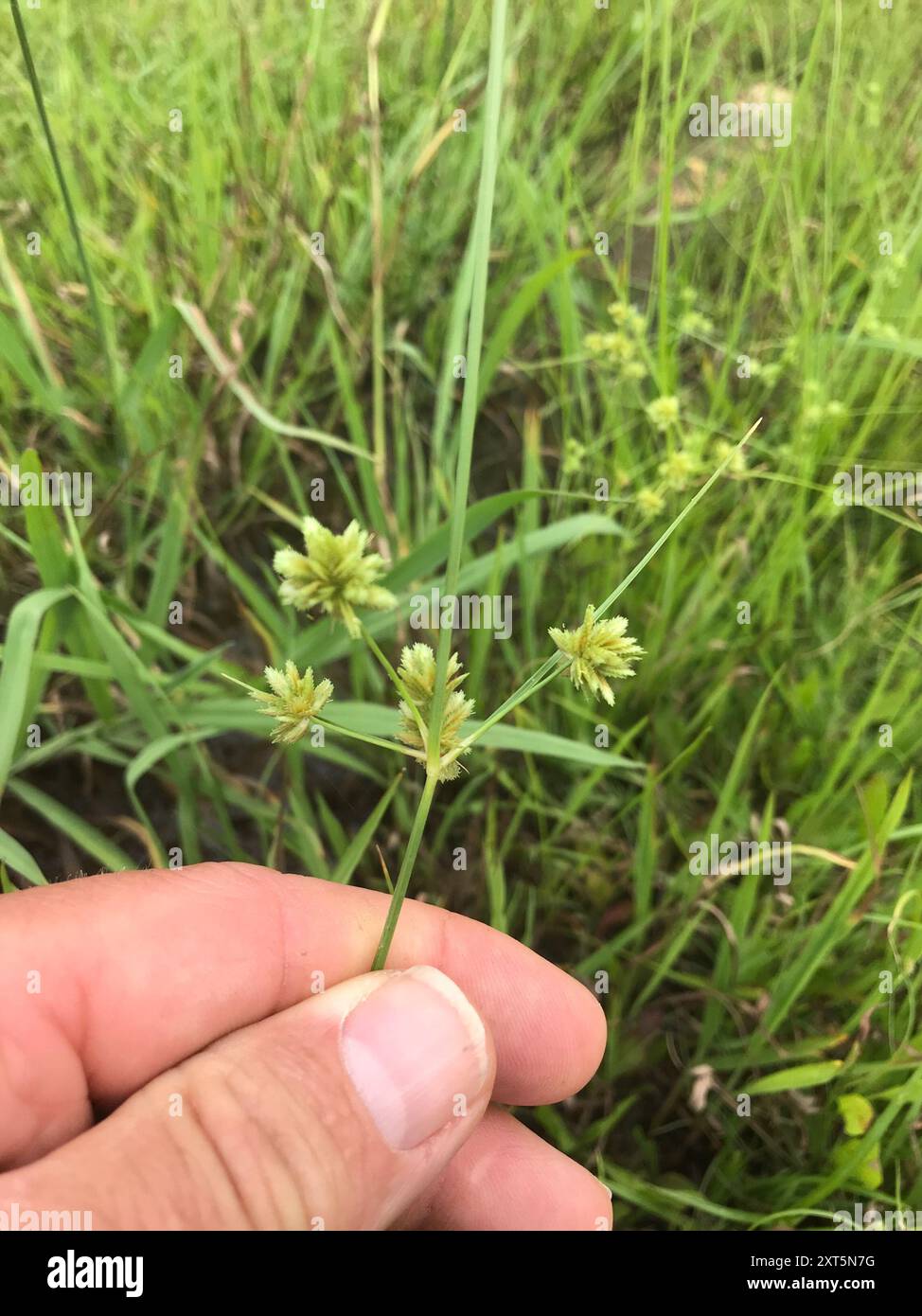 Short-point Flatsedge (Cyperus acuminatus) Plantae Stock Photo - Alamy