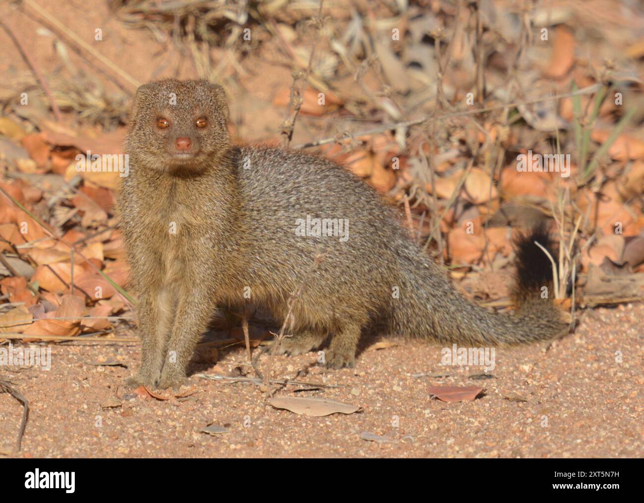 Common Slender Mongoose (Herpestes sanguineus) Mammalia Stock Photo - Alamy