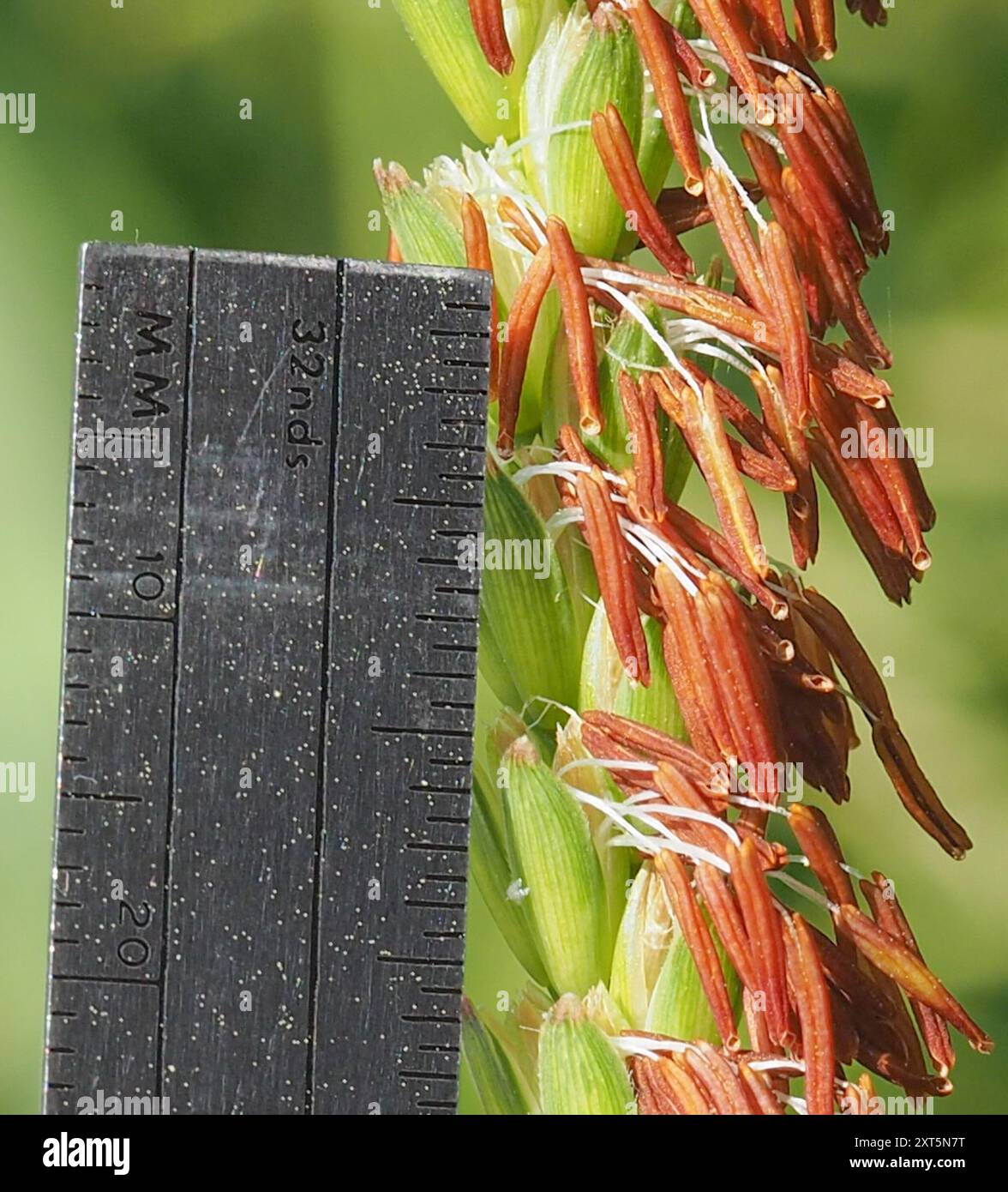 eastern gamagrass (Tripsacum dactyloides) Plantae Stock Photo - Alamy