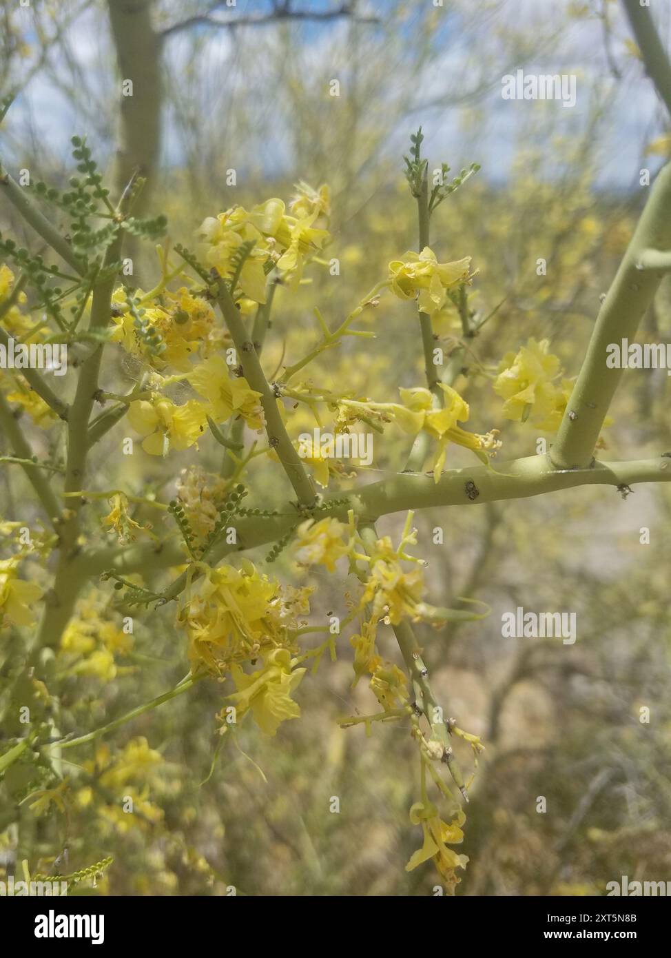 little-leaved palo verde (Parkinsonia microphylla) Plantae Stock Photo - Alamy