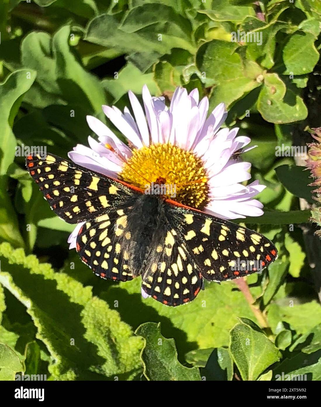 Variable Checkerspot (Euphydryas chalcedona) Insecta Stock Photo - Alamy