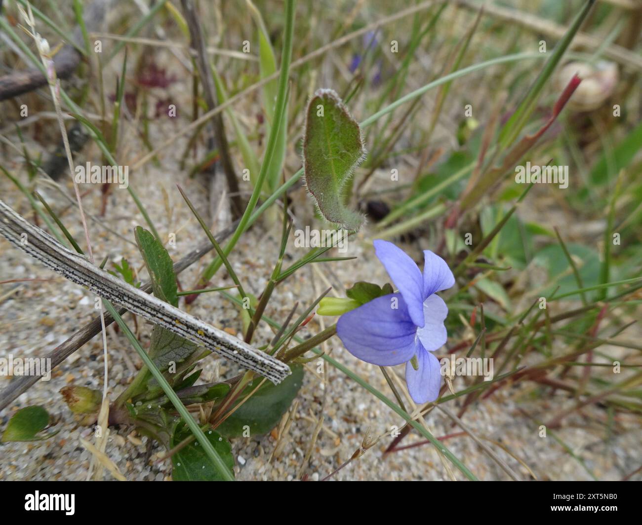 Heath Dog-Violet (Viola canina) Plantae Stock Photo - Alamy