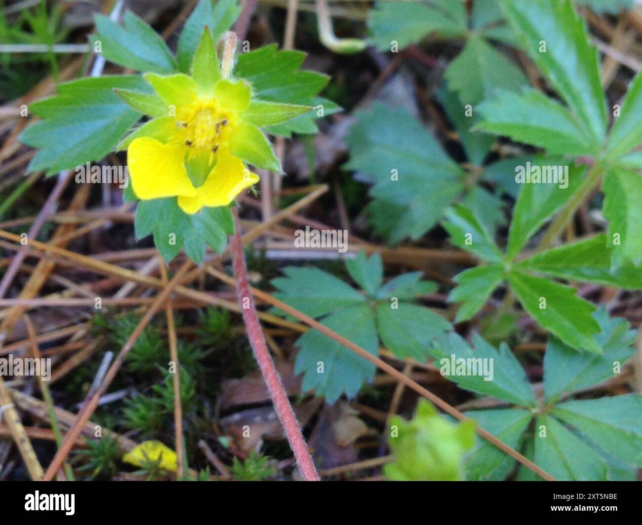 common cinquefoil (Potentilla simplex) Plantae Stock Photo - Alamy