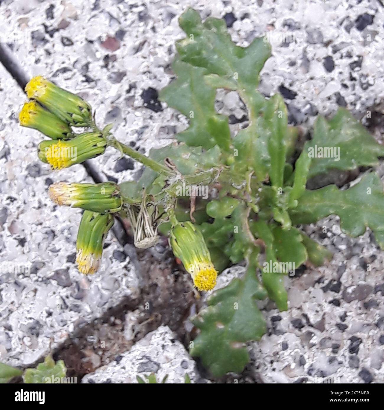 common groundsel (Senecio vulgaris) Plantae Stock Photo - Alamy