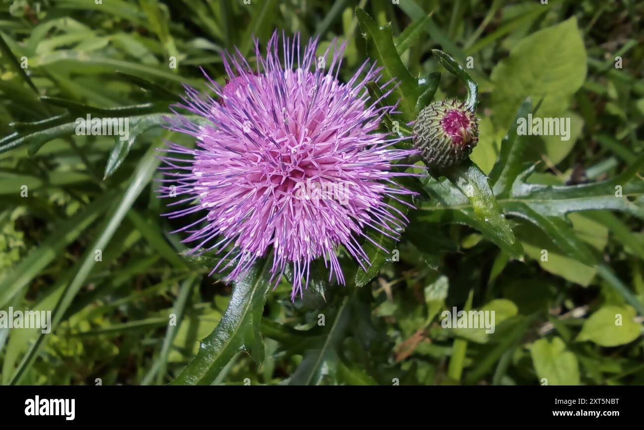 Japanese thistle (Cirsium japonicum) Plantae Stock Photo - Alamy