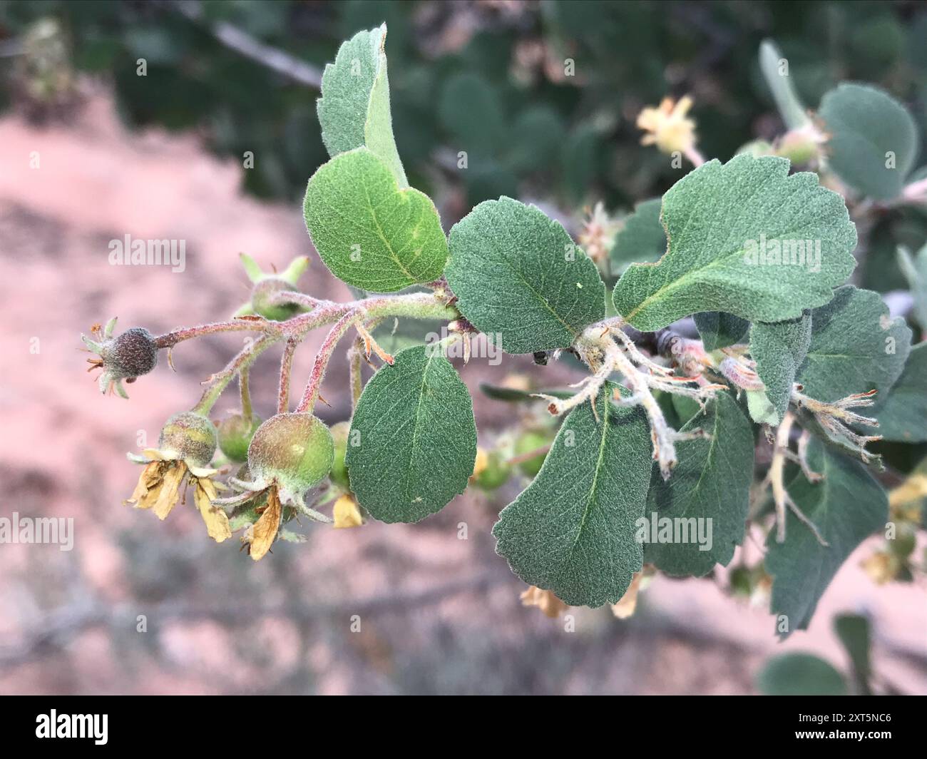 Utah Serviceberry (Amelanchier utahensis) Plantae Stock Photo - Alamy