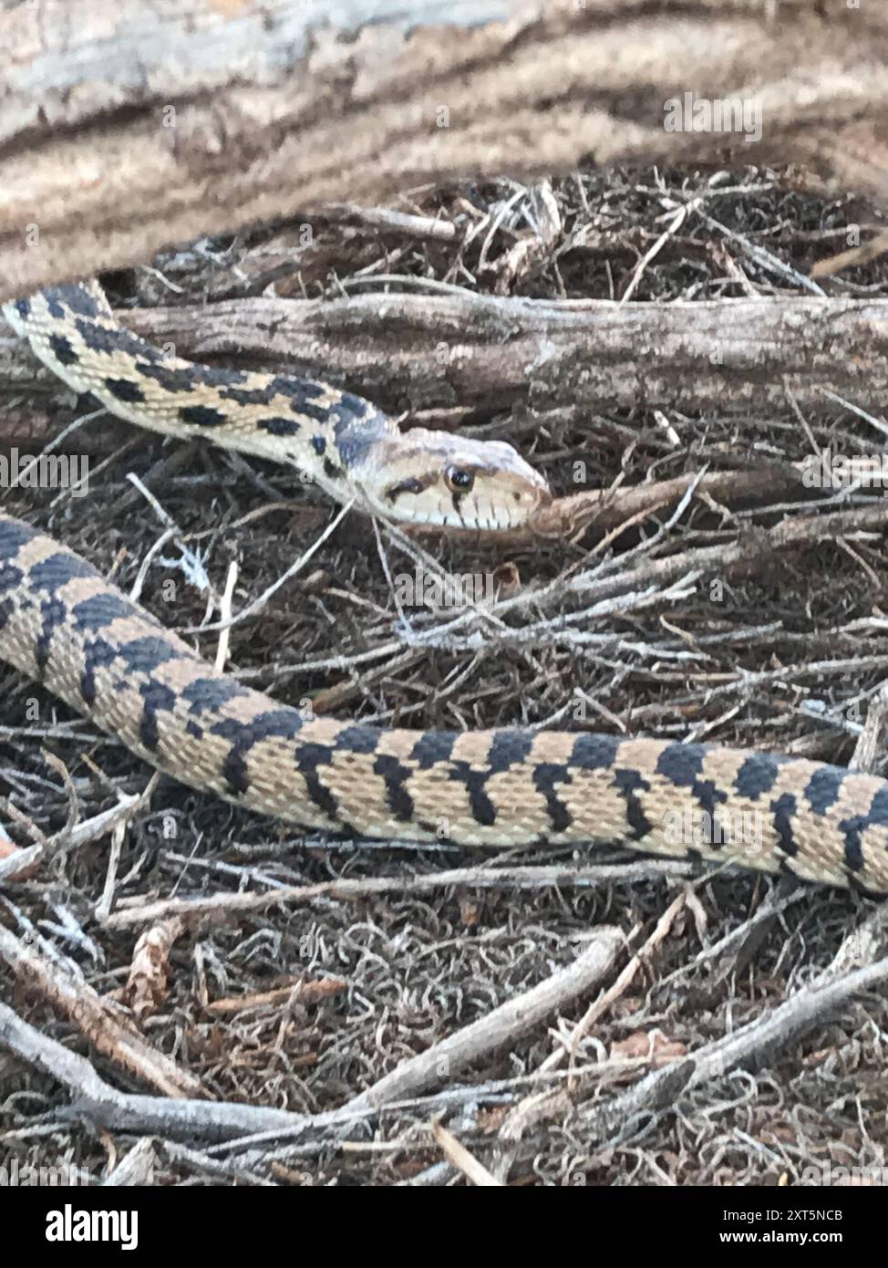 Great Basin Gopher Snake (Pituophis catenifer deserticola) Reptilia ...