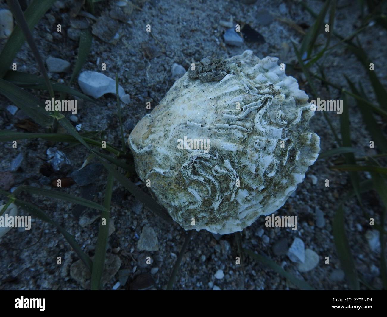 European Flat Oyster (Ostrea edulis) Mollusca Stock Photo - Alamy