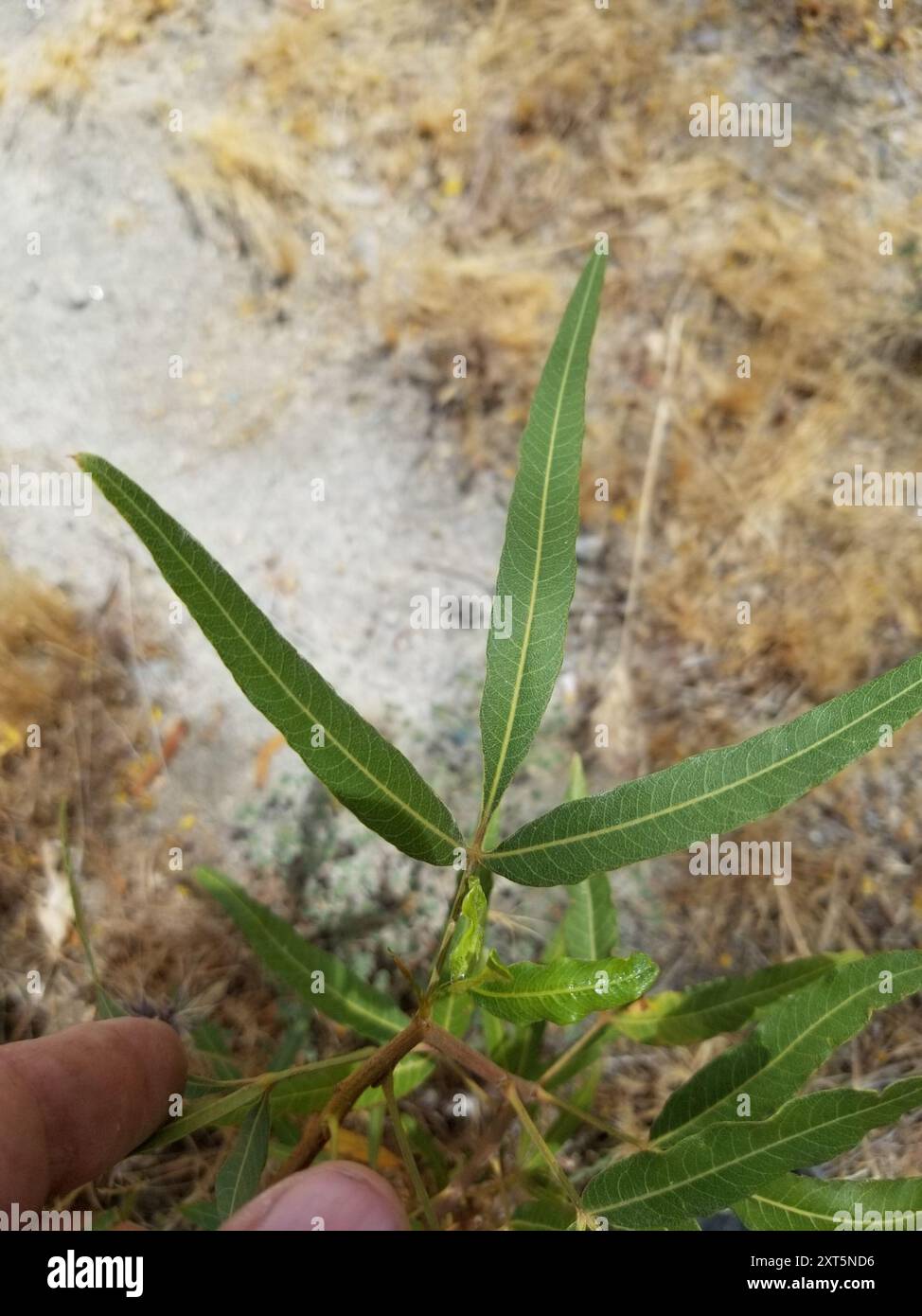 african sumac (Searsia lancea) Plantae Stock Photo - Alamy