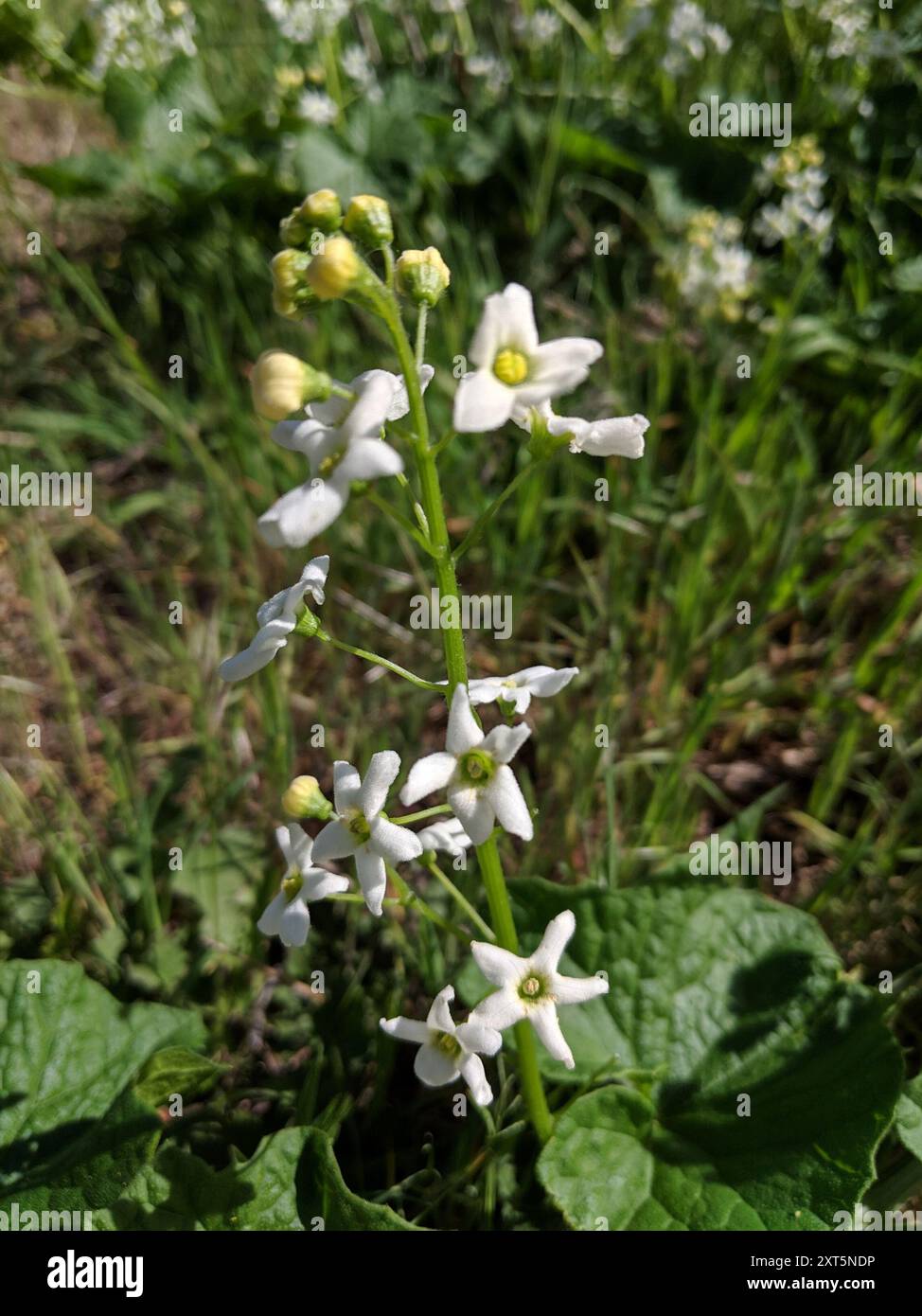 coastal manroot (Marah oregana) Plantae Stock Photo - Alamy