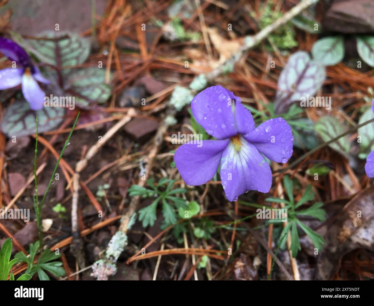 bird's foot violet (Viola pedata) Plantae Stock Photo - Alamy