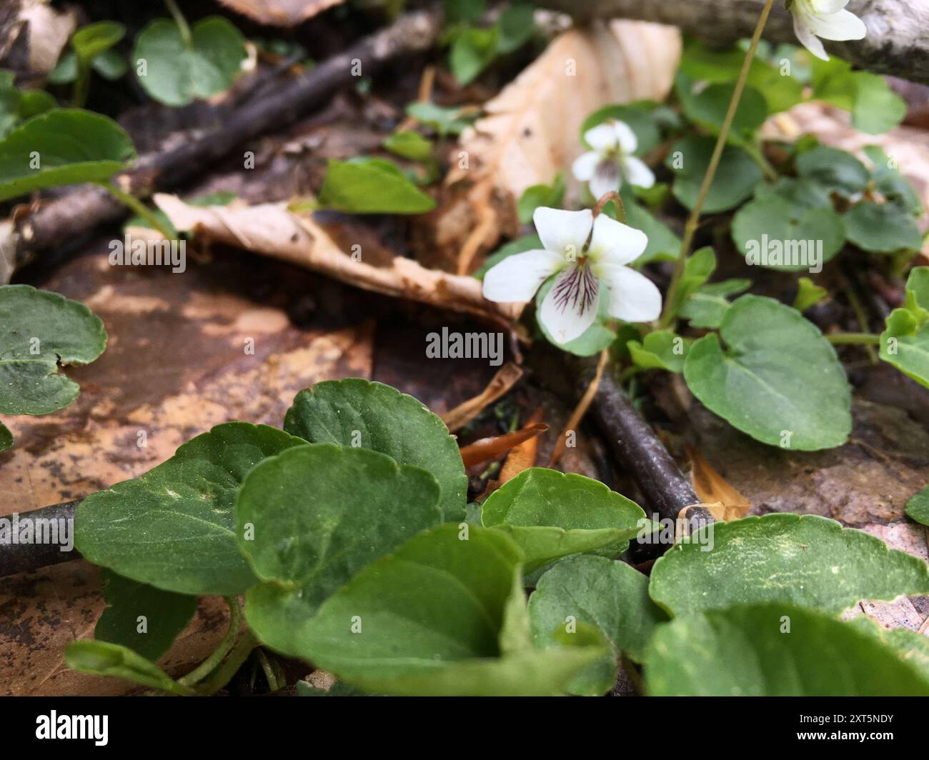 northern white violet (Viola minuscula) Plantae Stock Photo - Alamy