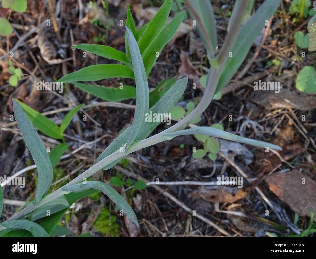 Tower Mustard (Turritis glabra) Plantae Stock Photo - Alamy